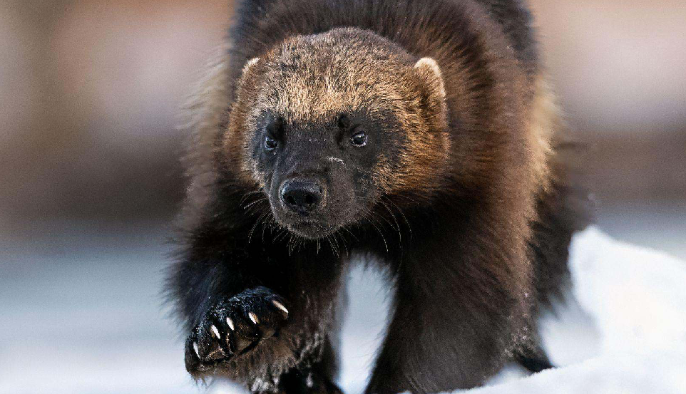 State wolverine plan a step toward reintroduction | Western Colorado ...