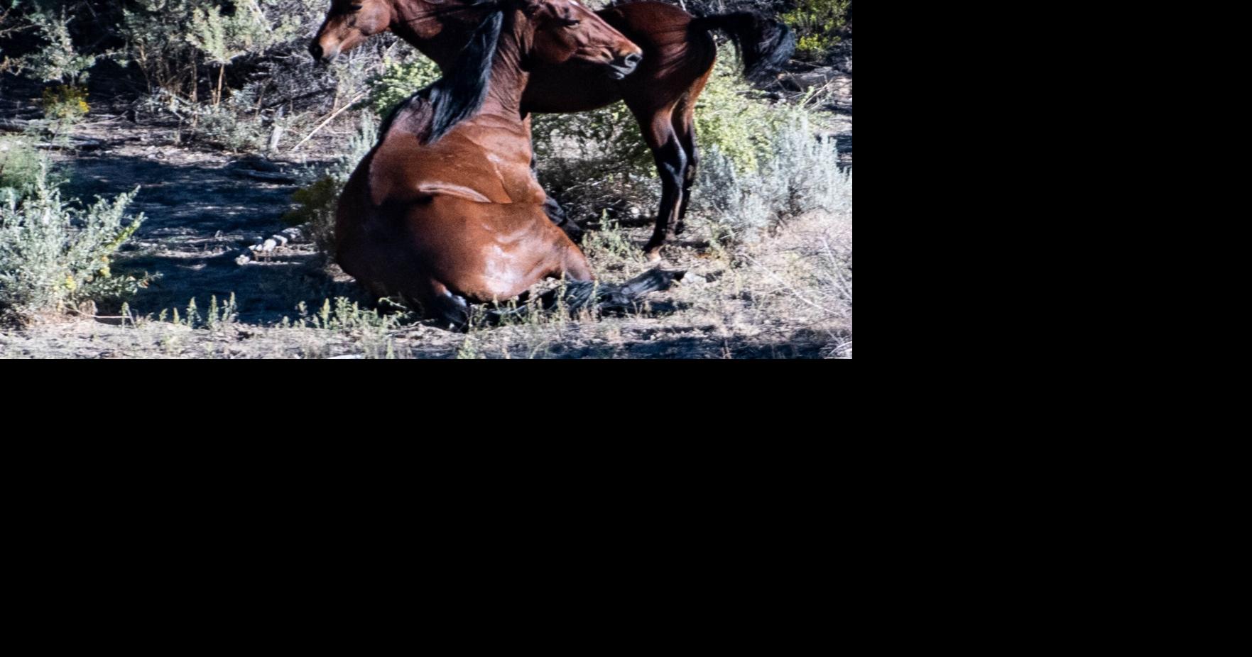 Horse group: Cameras could boost transparency of BLM roundups | News ...