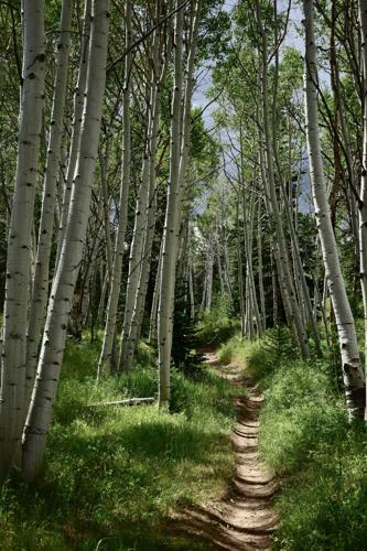 Study: Aspen forests can act as natural firebreaks | Western Colorado ...