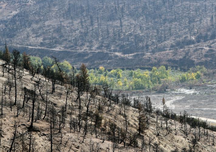 Despite torched landscape, experts see many signs of hope after Pine ...