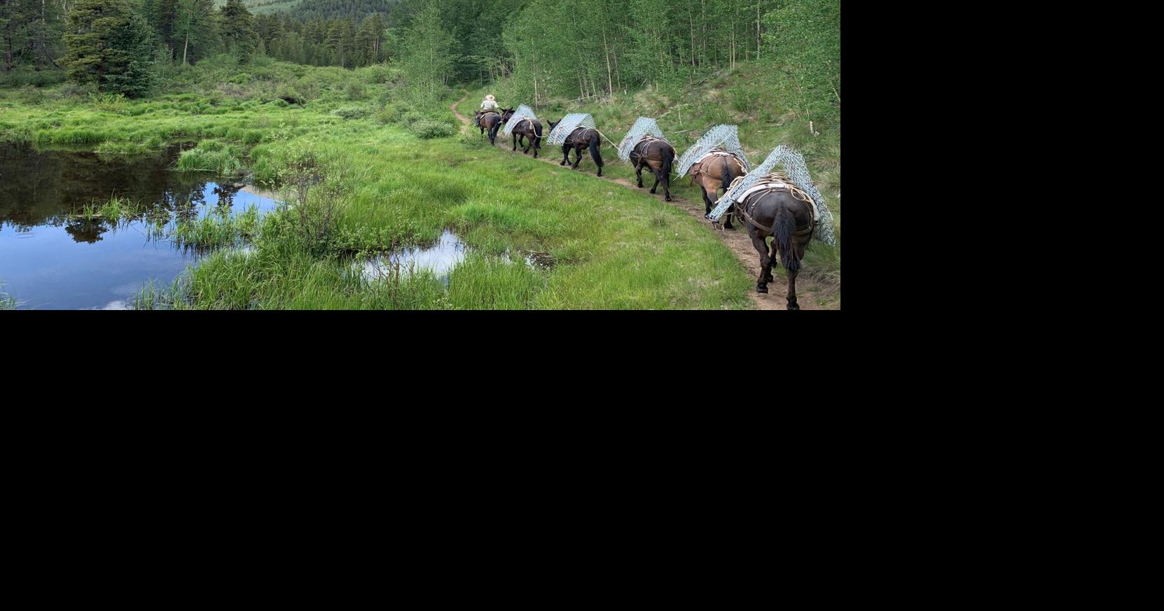 Saddle up: Horses, mules still vital to Forest Service meeting its ...