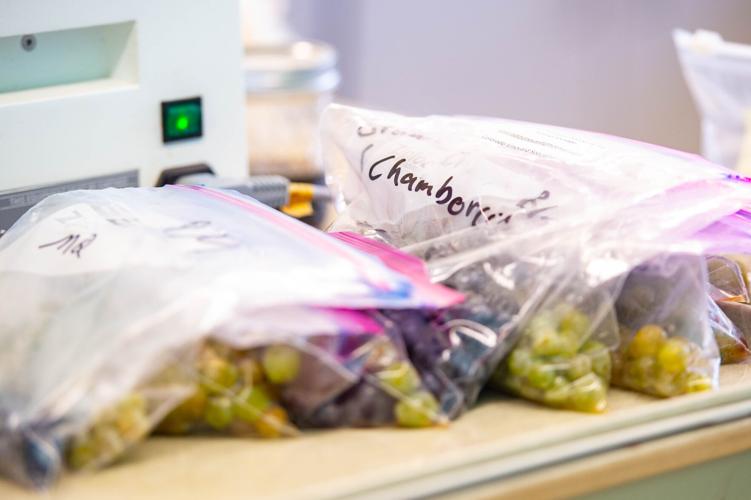 Helpful data: Juice analysis dictates grape harvest, pushes local wine ...