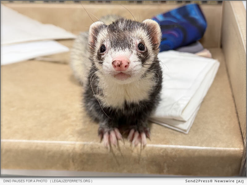 Accepted, Not Denied, Never Decided: California Ferret Petition Remains ...