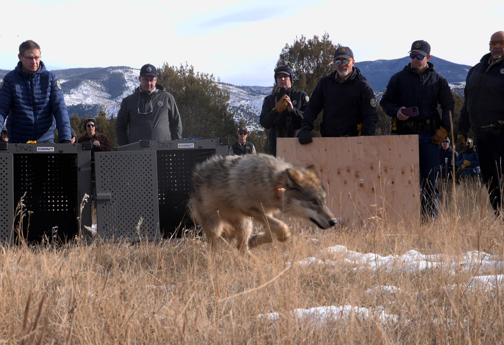 CPW uses lethal measures to remove aggressive wolf | Western Colorado ...