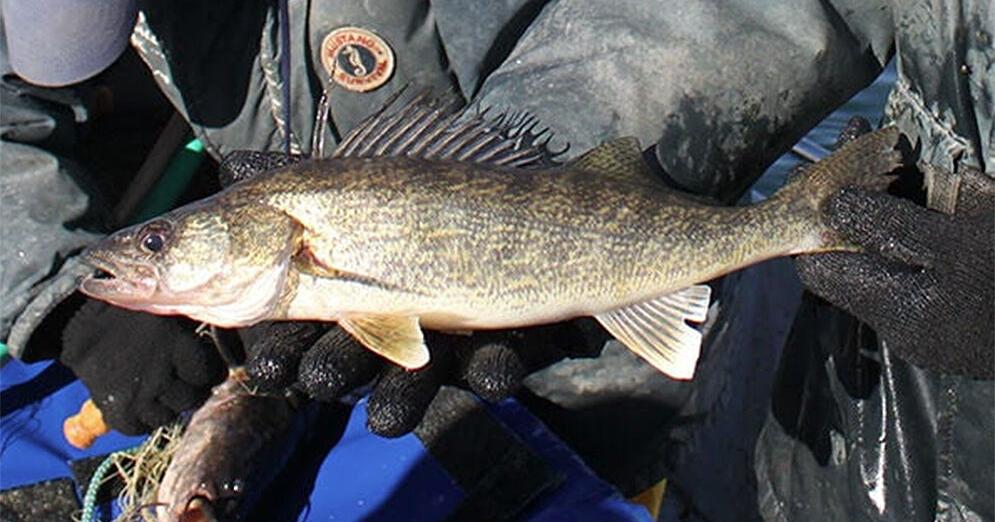 Ridgway State Park to begin stocking sterile walleye | Western Colorado ...