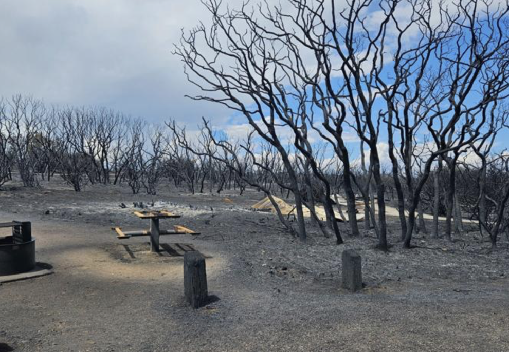 Devastation from Black Canyon fire | Western Colorado | gjsentinel.com
