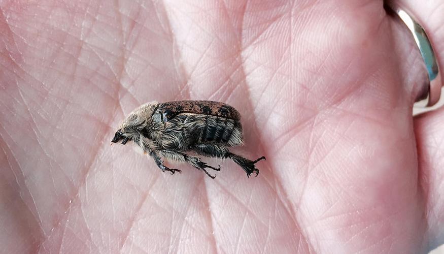 burrowing insect 7 letters