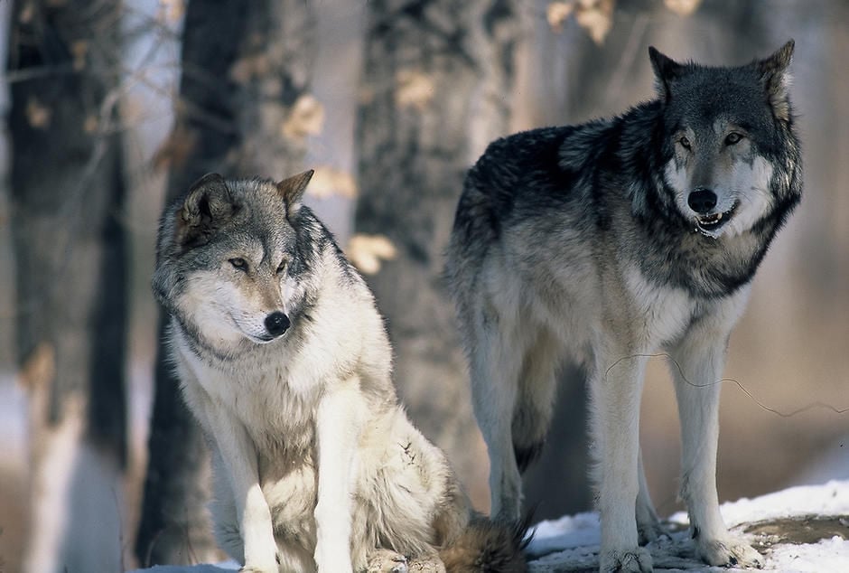 Debate rages over size of Colorado's new wolves | Western Colorado ...