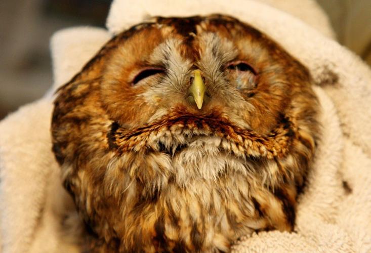 Homeowners find two owls asleep in their house | National | gjsentinel.com