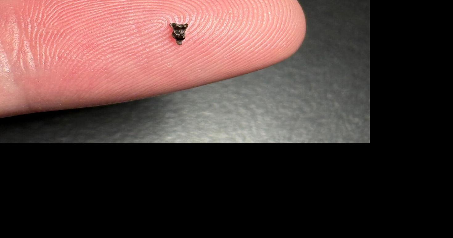 Teeny tiny fossil reveals clues about evolution of primates | National ...