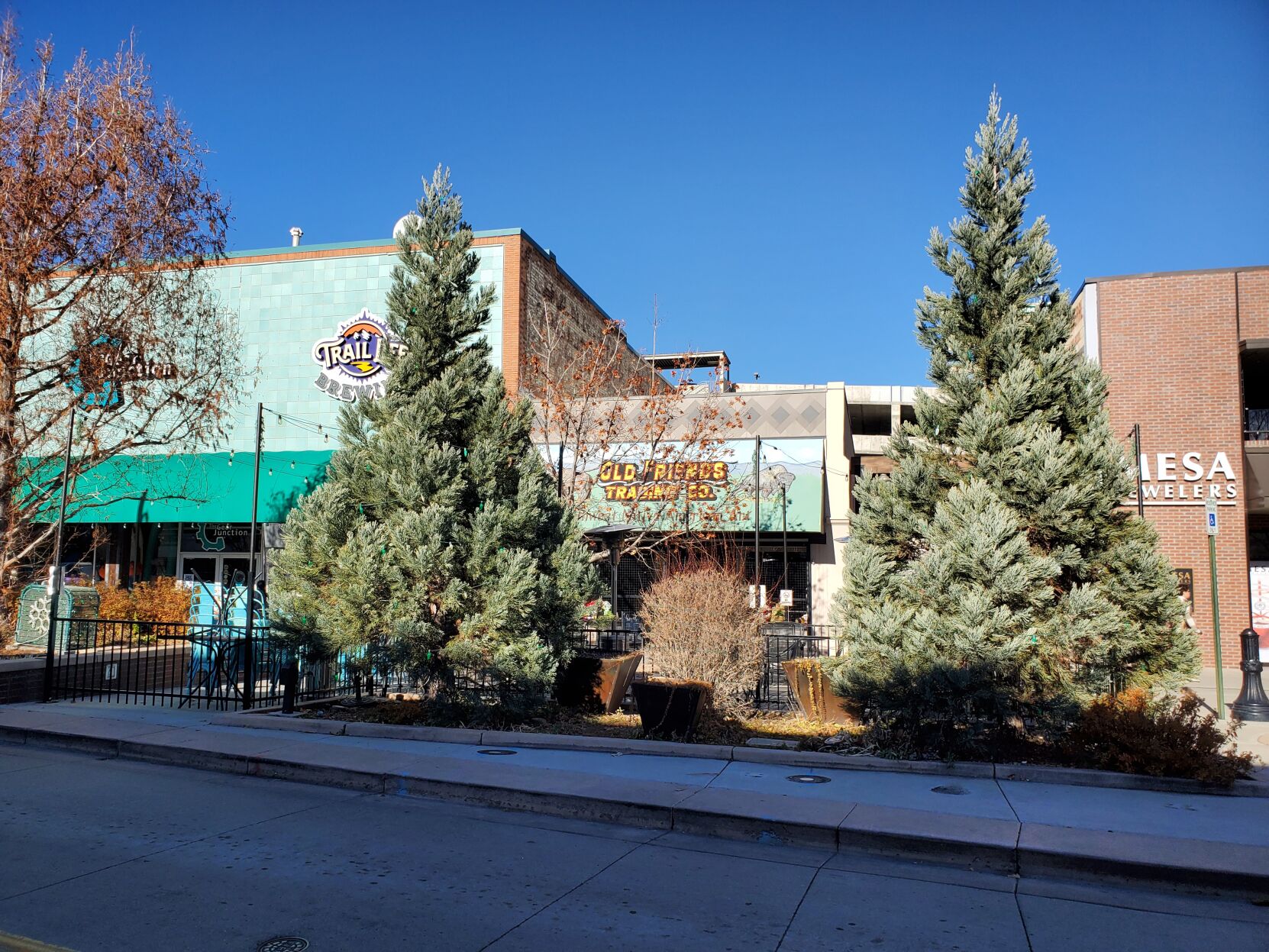 How the world's largest tree species ended up in Grand Junction ...