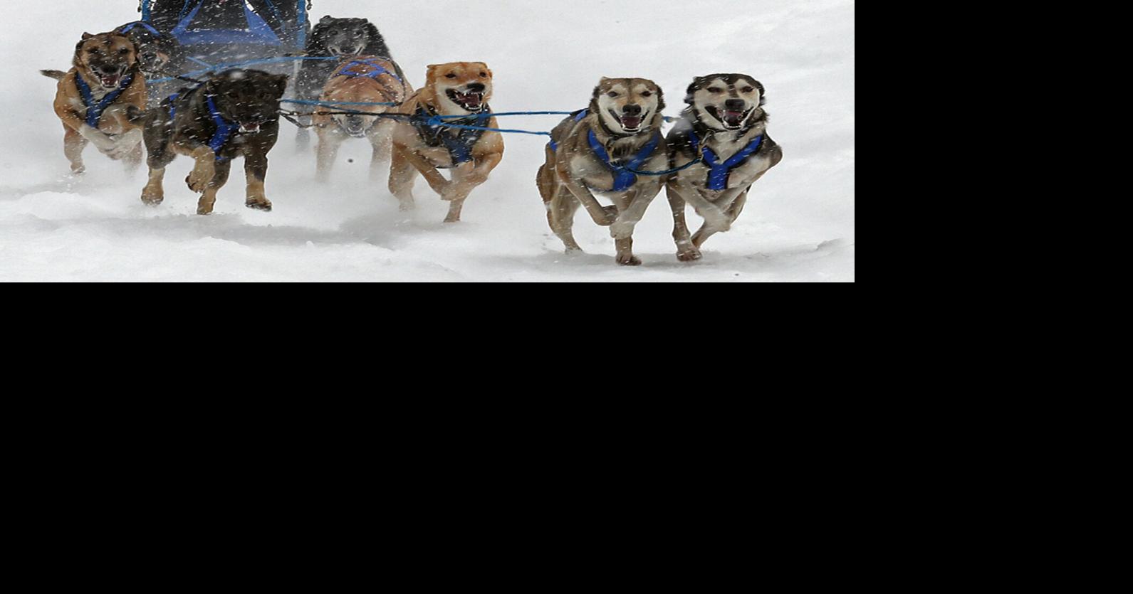 Sled dog races return to Grand Mesa | Western Colorado | gjsentinel.com