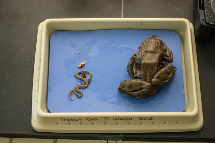 Hopping to it to help native frogs: Project helps thin invasive ...