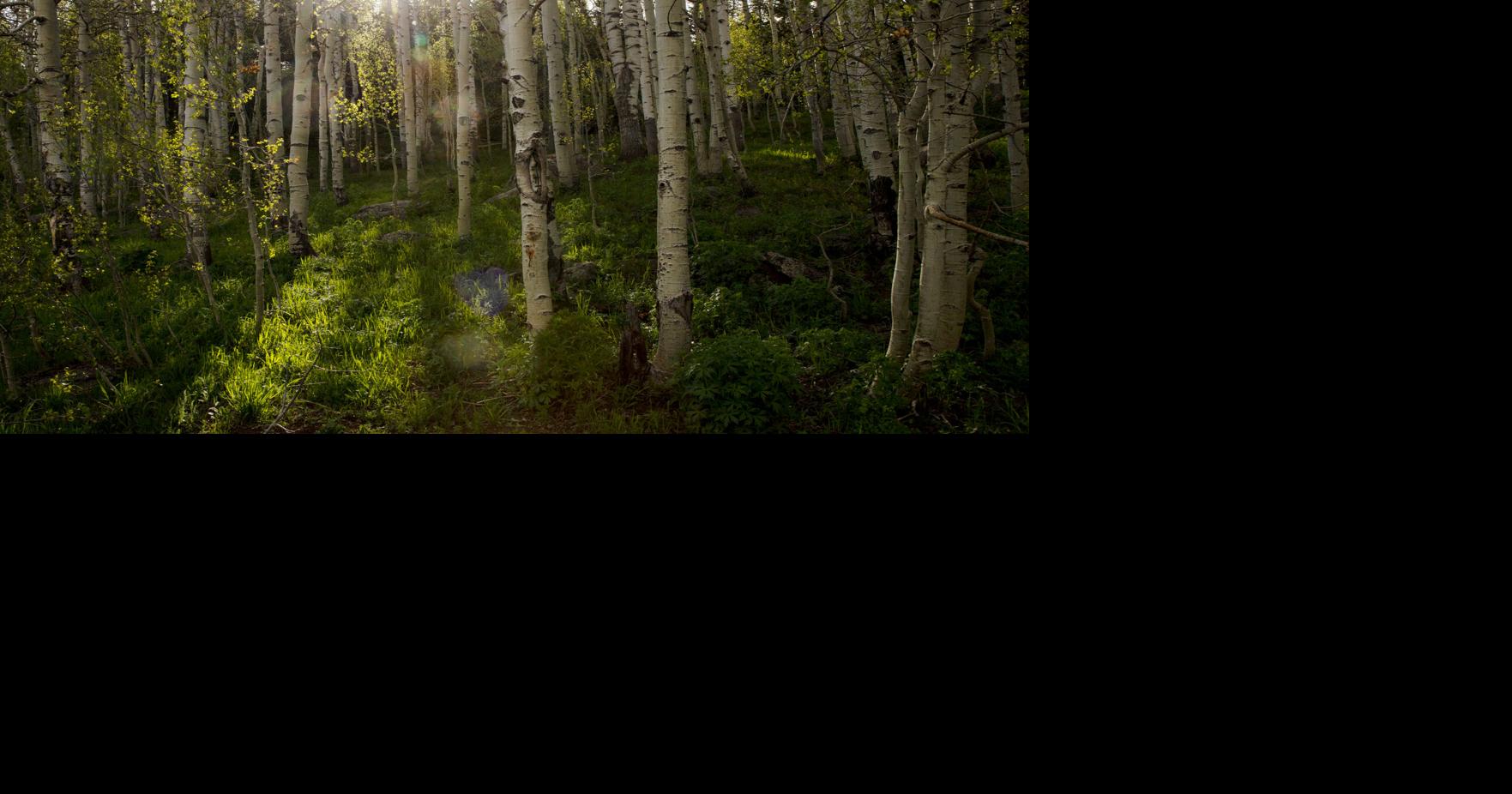 Forest Service outlines spring burn plans, with heightened focus on ...