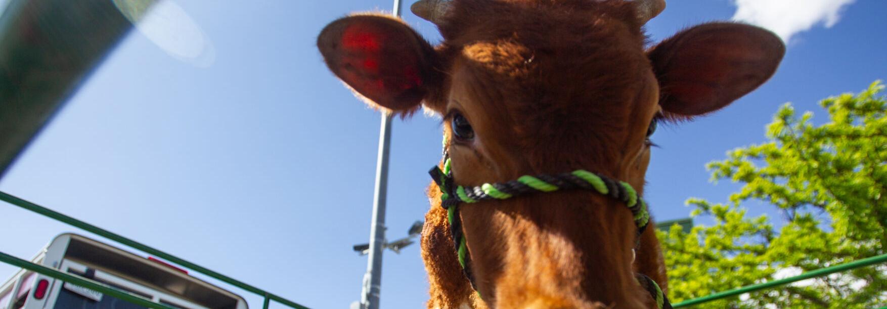 Getting Rowdy: CMU students select new, younger live mascot | Western ...