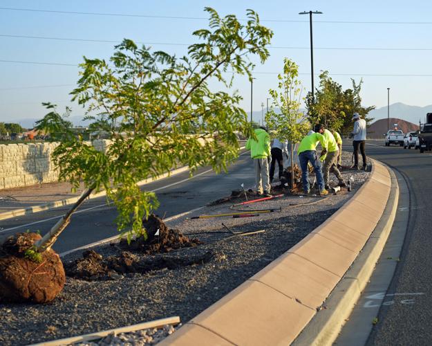 Busy year for Grand Junction tree work coming to an end | Western ...
