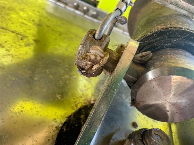 Roadside mussel inspection stations paying off | Western Colorado ...