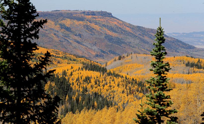 GMUG forest visitors target of survey effort | News | gjsentinel.com