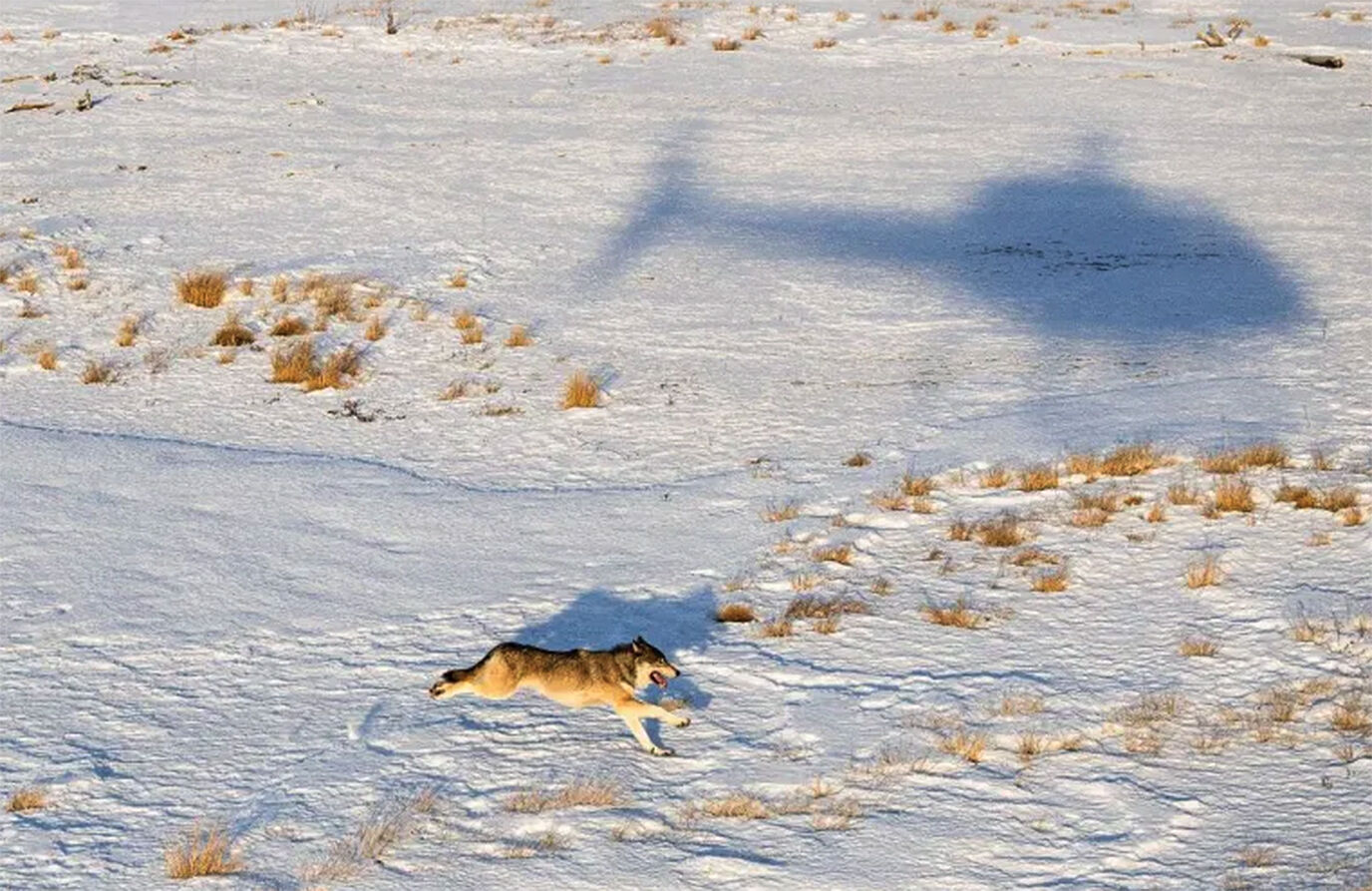 Question of survival: 11 of 25 reintroduced gray wolves now dead ...