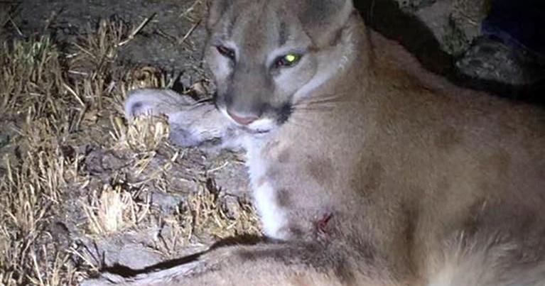 Commissioners oppose mountain lion hunting ban | Western Colorado ...