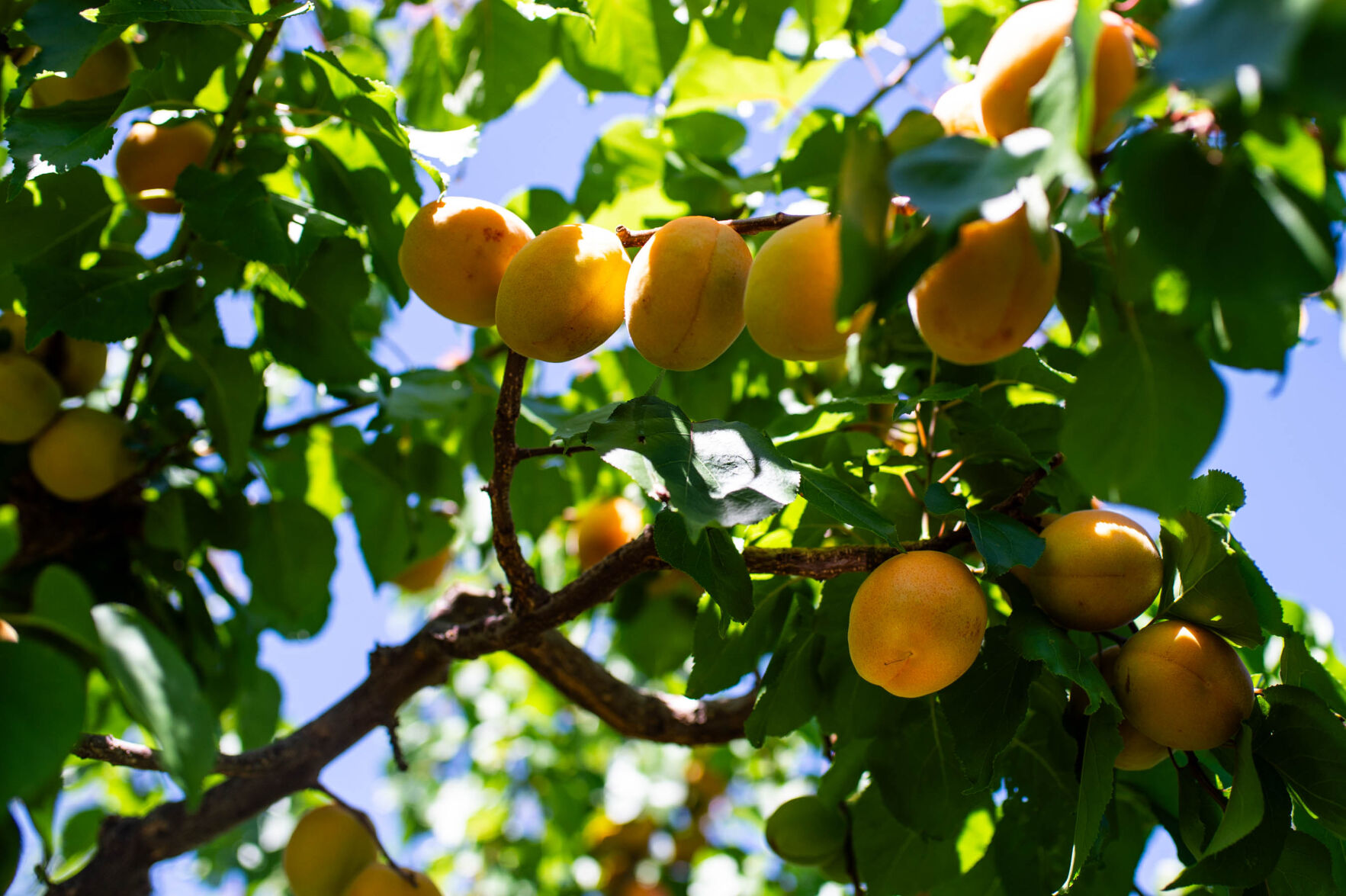 Land Trust launches map feature to connect locals to ag businesses ...