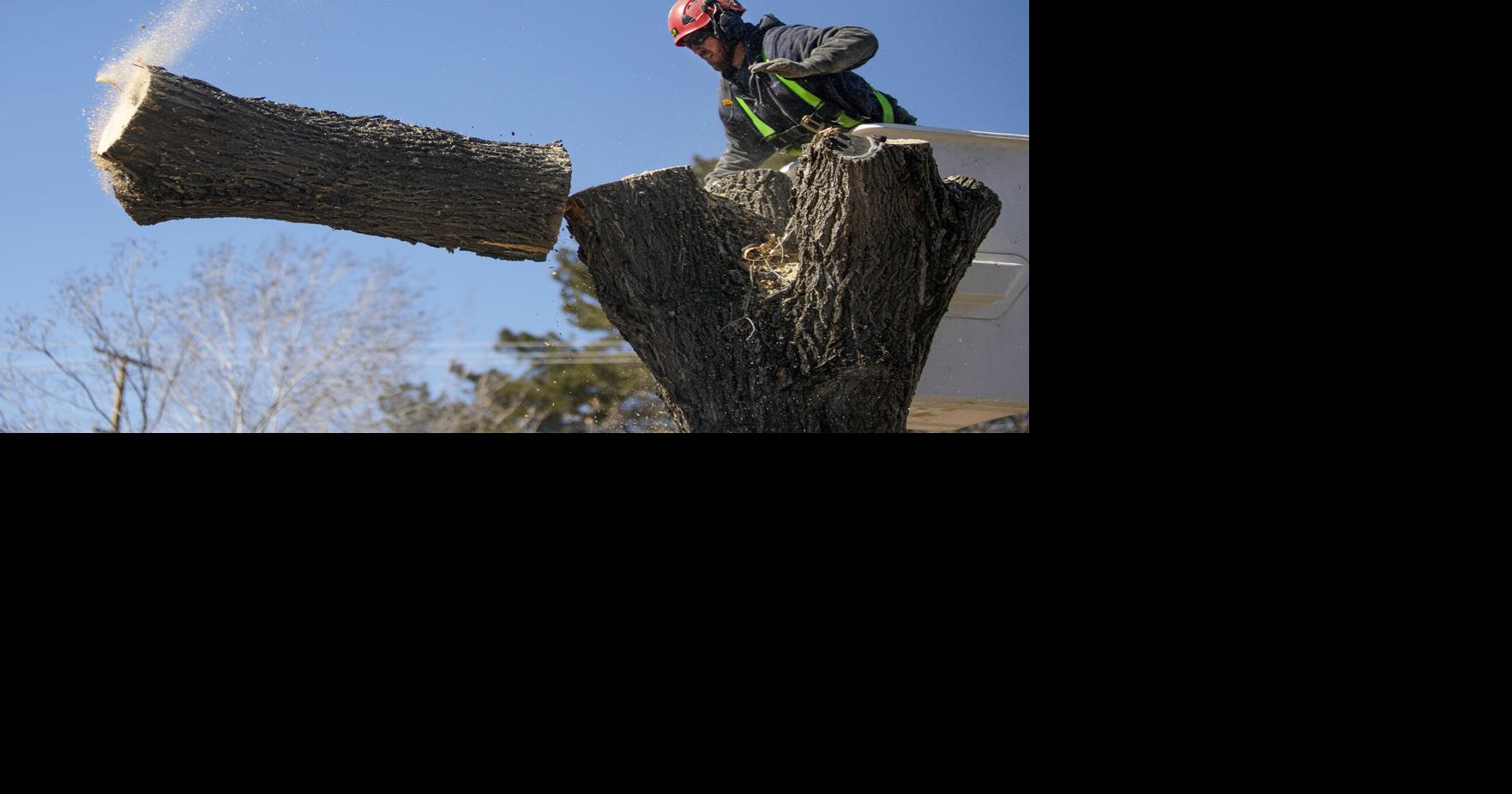 Ash tree care continues in Grand Junction | Western Colorado ...