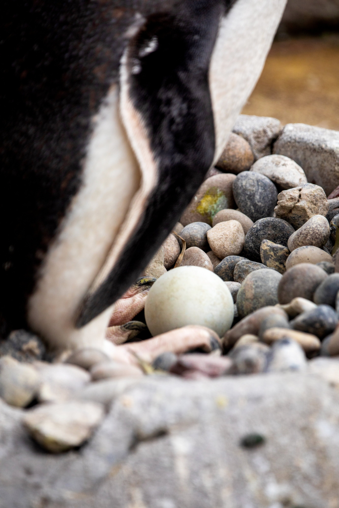 Zoo penguins lay eggs just in time for Easter | National | gjsentinel.com