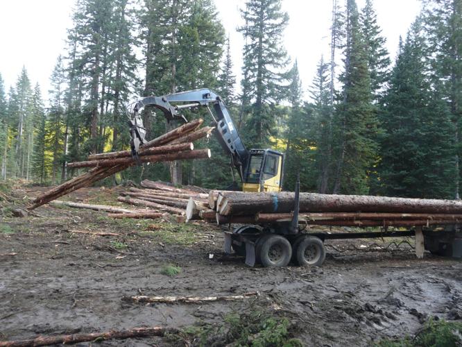 Trees as timber: Logging activity steady in local forests | Western ...