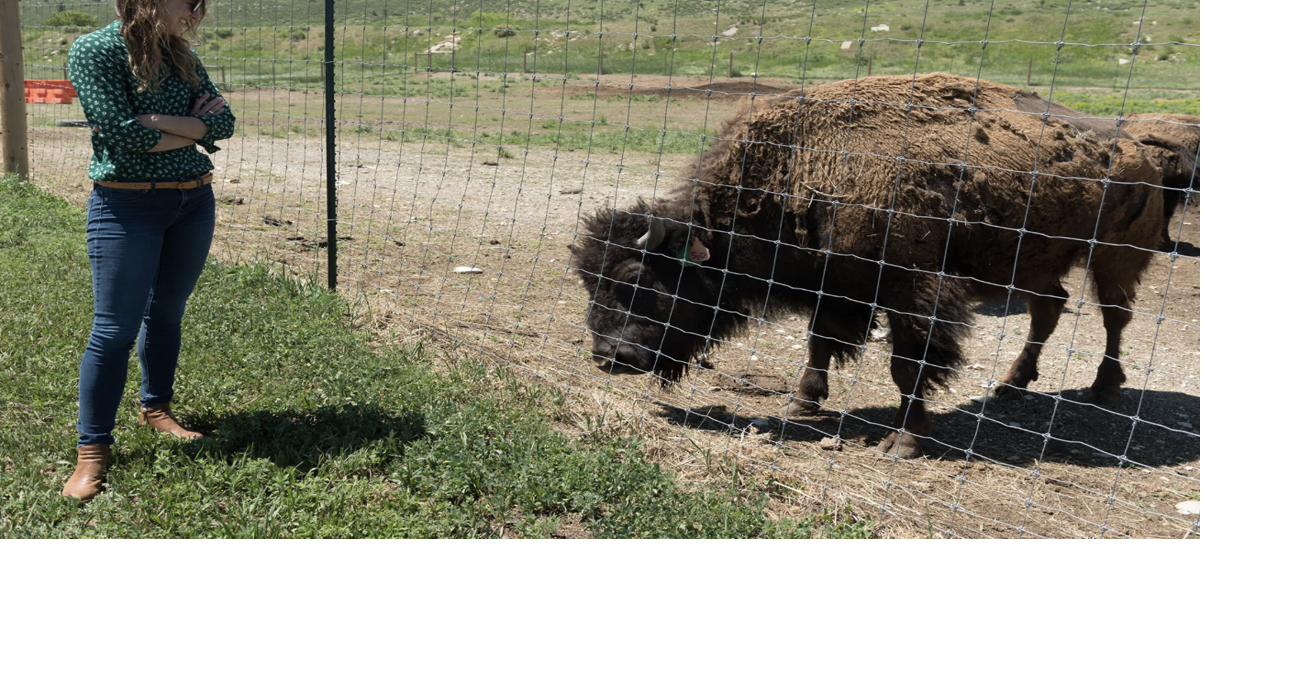 A CSU researcher bred a disease out of Yellowstone bison | Western ...