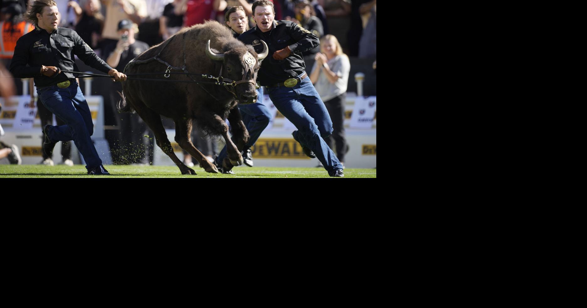 Running with Ralphie | Western Colorado | gjsentinel.com