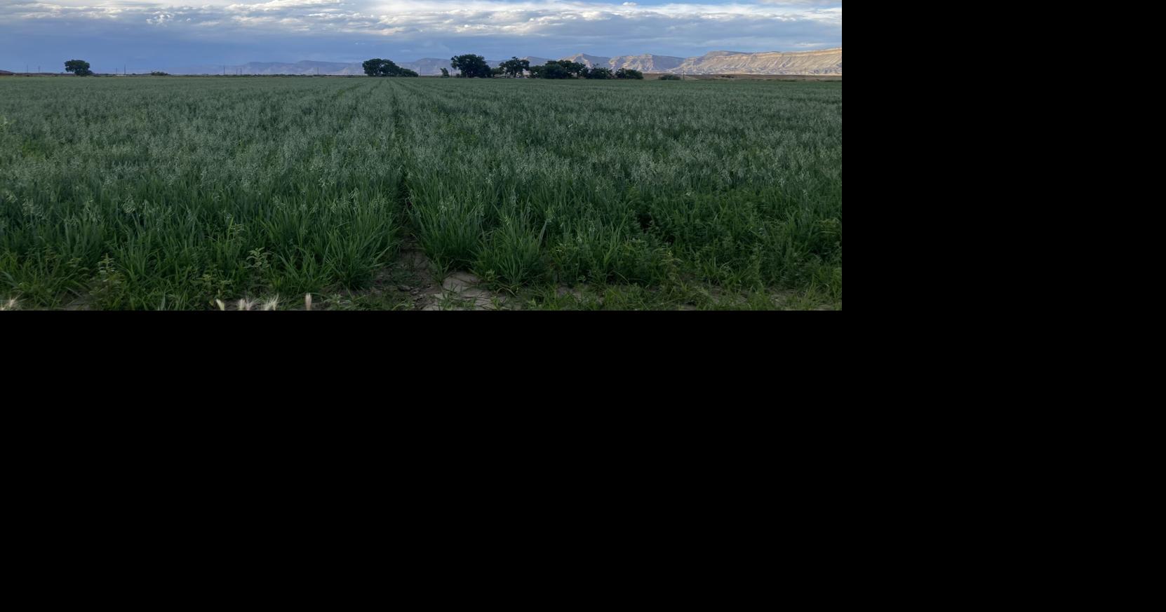 What's in a Name: Matchett Park | Western Colorado | gjsentinel.com