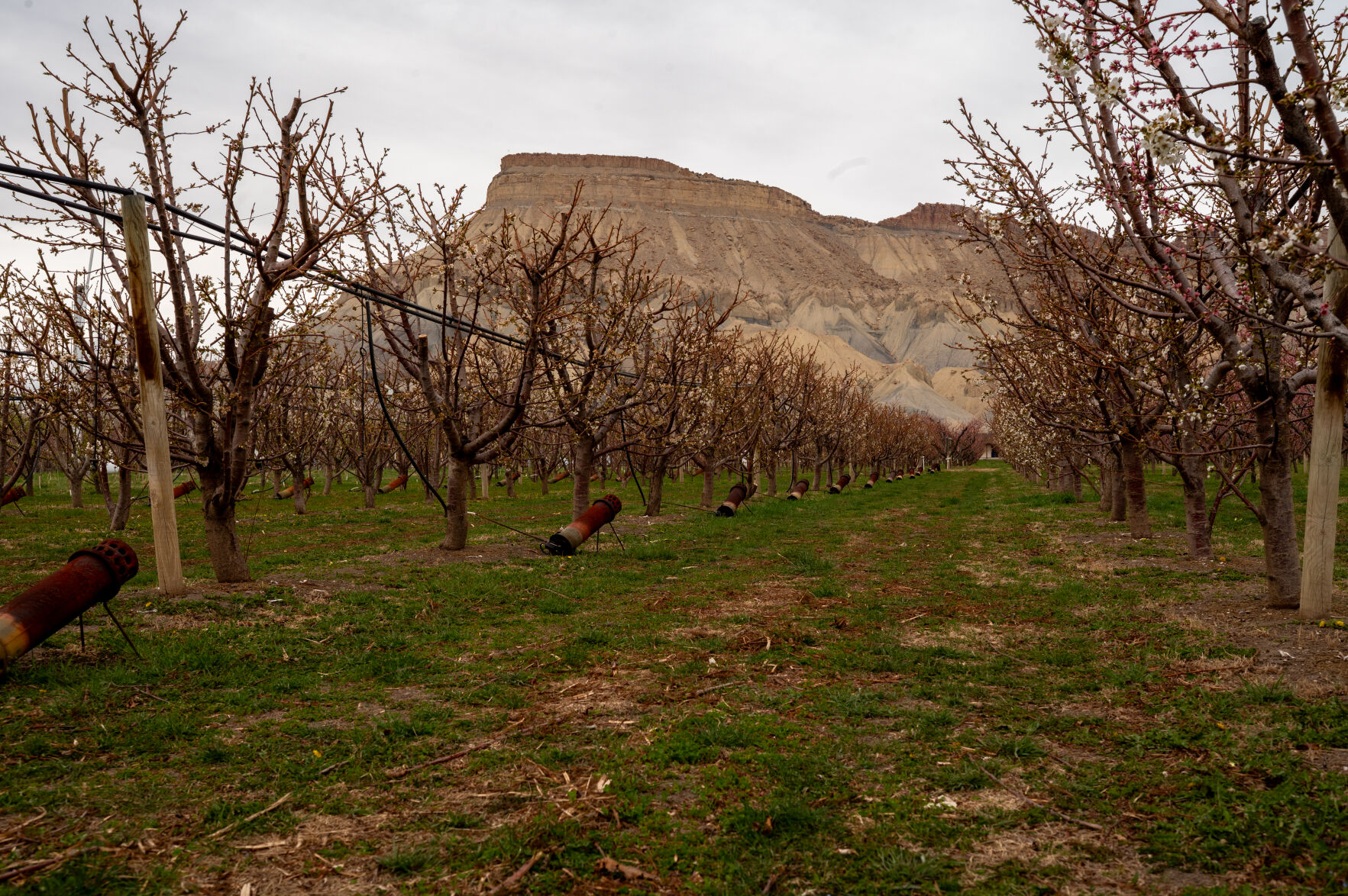 Temperature drop bad for peach crop | Western Colorado | gjsentinel.com