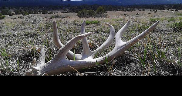Annual restriction on collecting antlers in place through April 30 ...