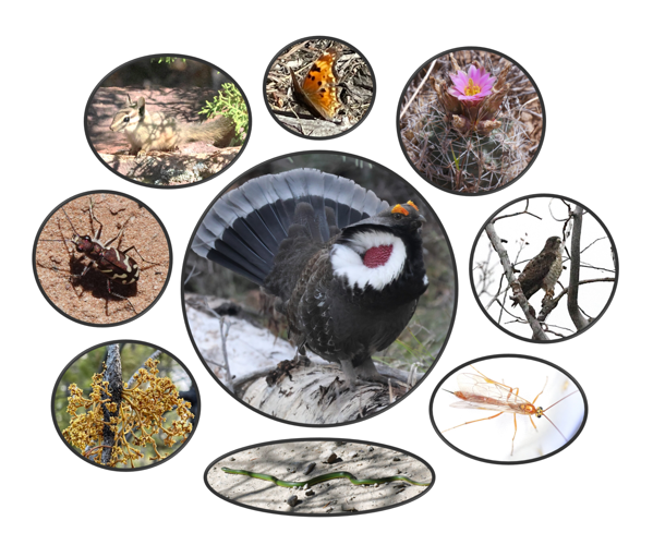 181 join in documenting West Slope biodiversity | Western Colorado ...