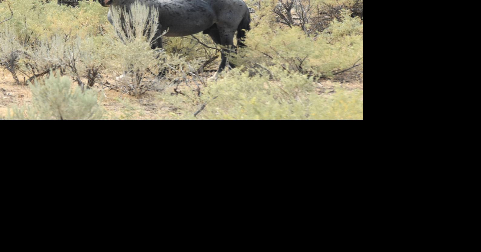 Trudging into the wild horse range | Western Colorado | gjsentinel.com