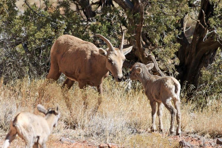 Bighorn lambs seen 'dancing' in Colorado National Monument | Western ...