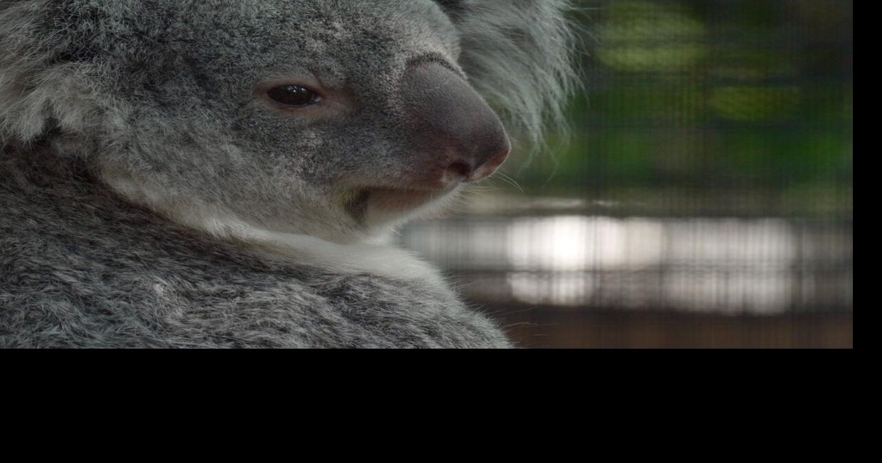 Meet the baby koala hiding in its mom’s pouch at a Florida zoo’s new ...