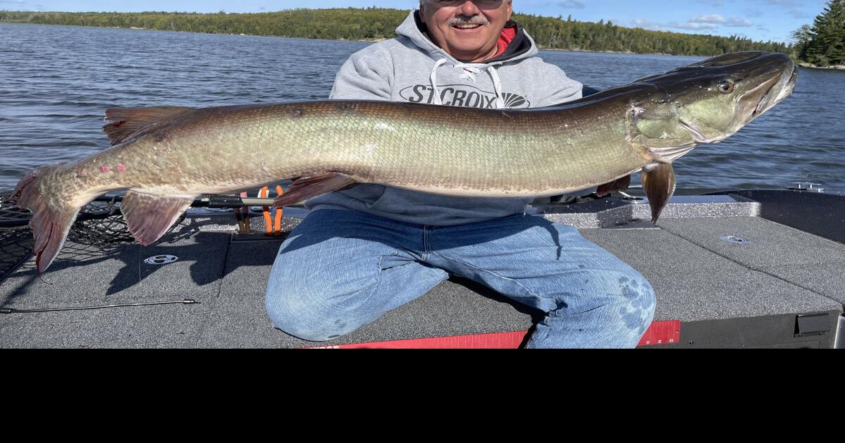 Catch a musky today, release it for tomorrow | Washington Co. Sports ...