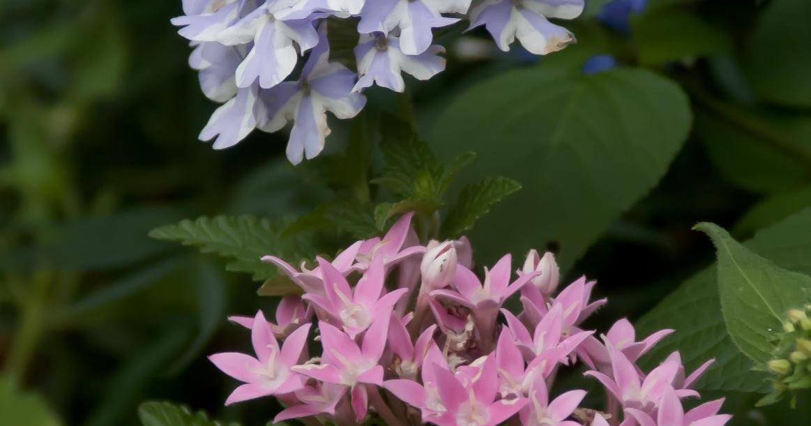 On Gardening: Sunstar Pentas 2020 debut timed for pollinators ...