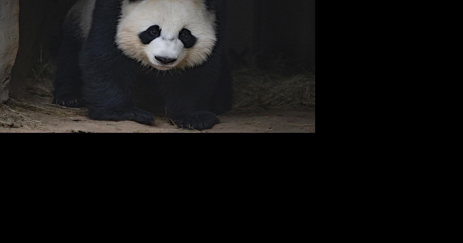 Fans trekking to Zoo Atlanta for a glimpse of last pandas in the US ...
