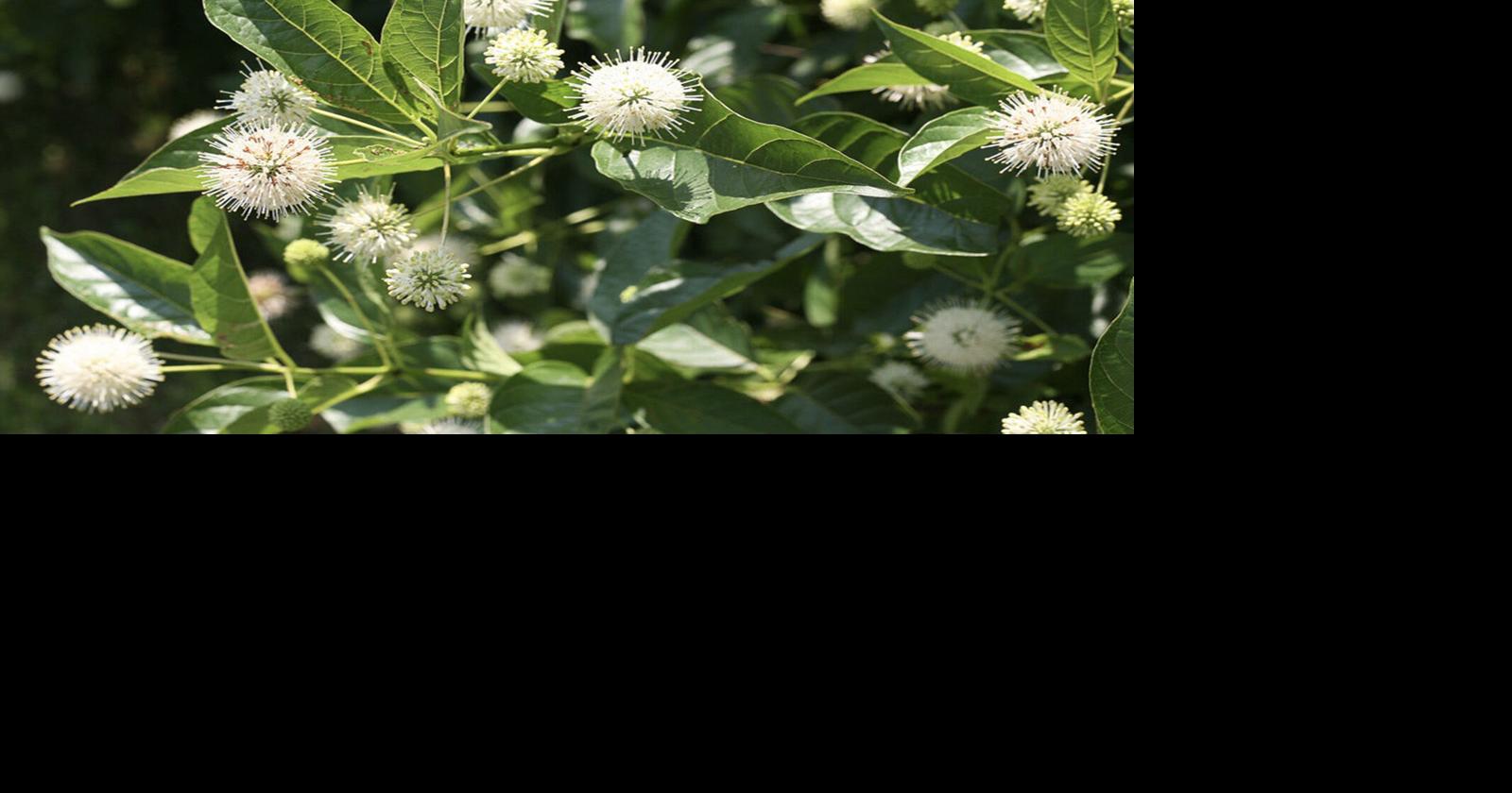 On Gardening: Sugar Shack answers your heart's back to nature call for ...