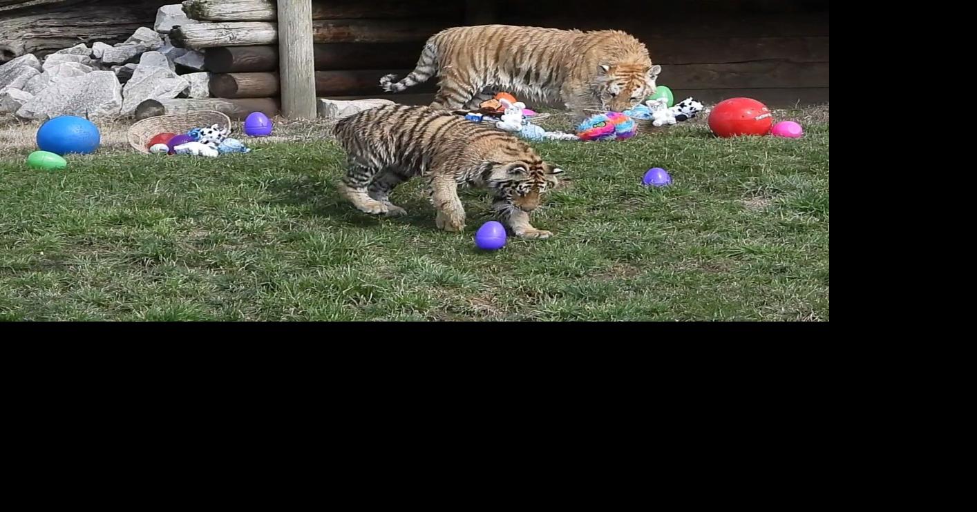 Tigers enjoy Easter egg hunt at Shalom Wildlife Zoo | Washington Co ...