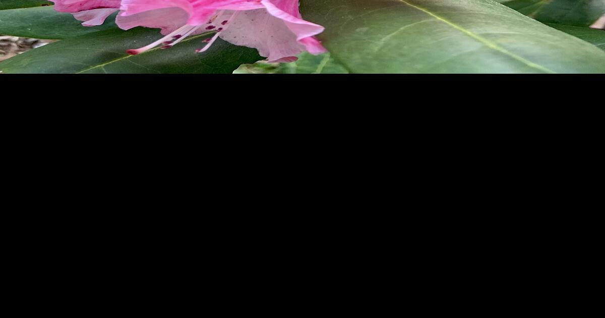 On Gardening: Dandy Man Color Wheel wins a Rhododendron of the Year ...