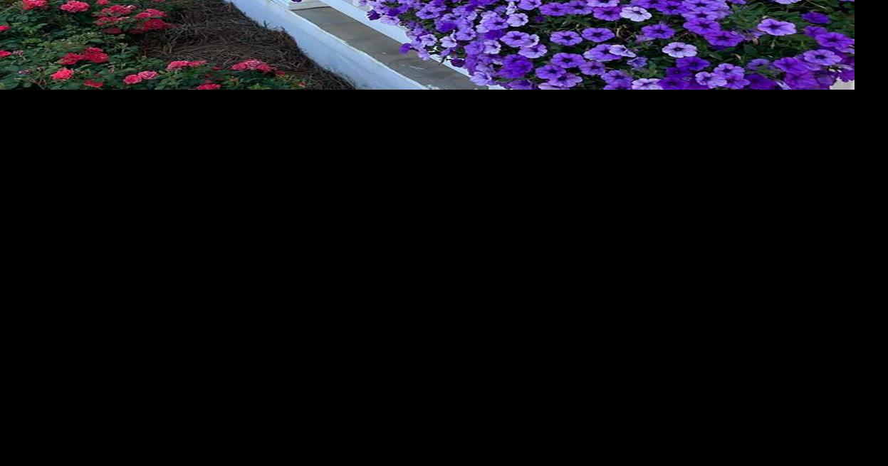 On Gardening: Supertunia Mini Vista Indigo captures a super Honor ...