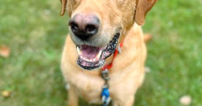 Meet Rusty: Adoptable pup at WHS Ozaukee campus | Ozaukee Co. News ...