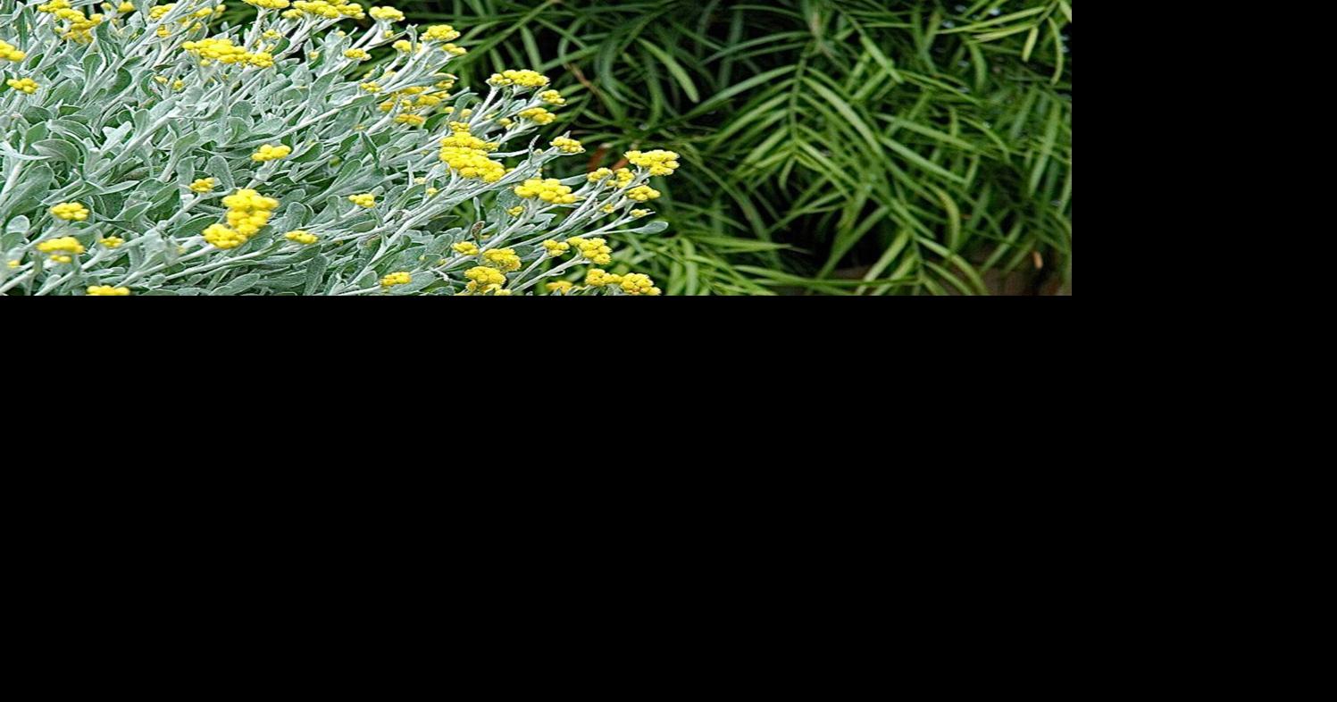 On Gardening: Flambe the 2021 Pantone color choices of the year ...