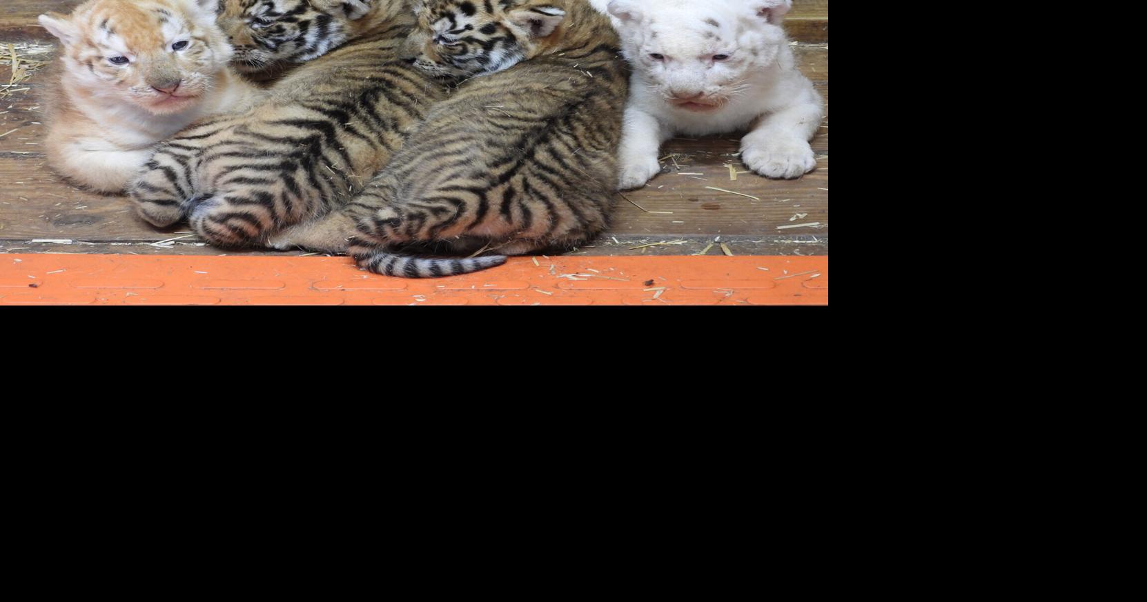 Shalom Wildlife Zoo welcomes four new tiger cubs | Washington Co. News ...