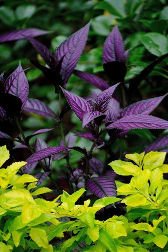 is persian shield a perennial
