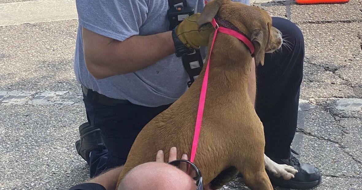 Pewaukee Fire Department rescues dog from sewer | Waukesha Co. News ...