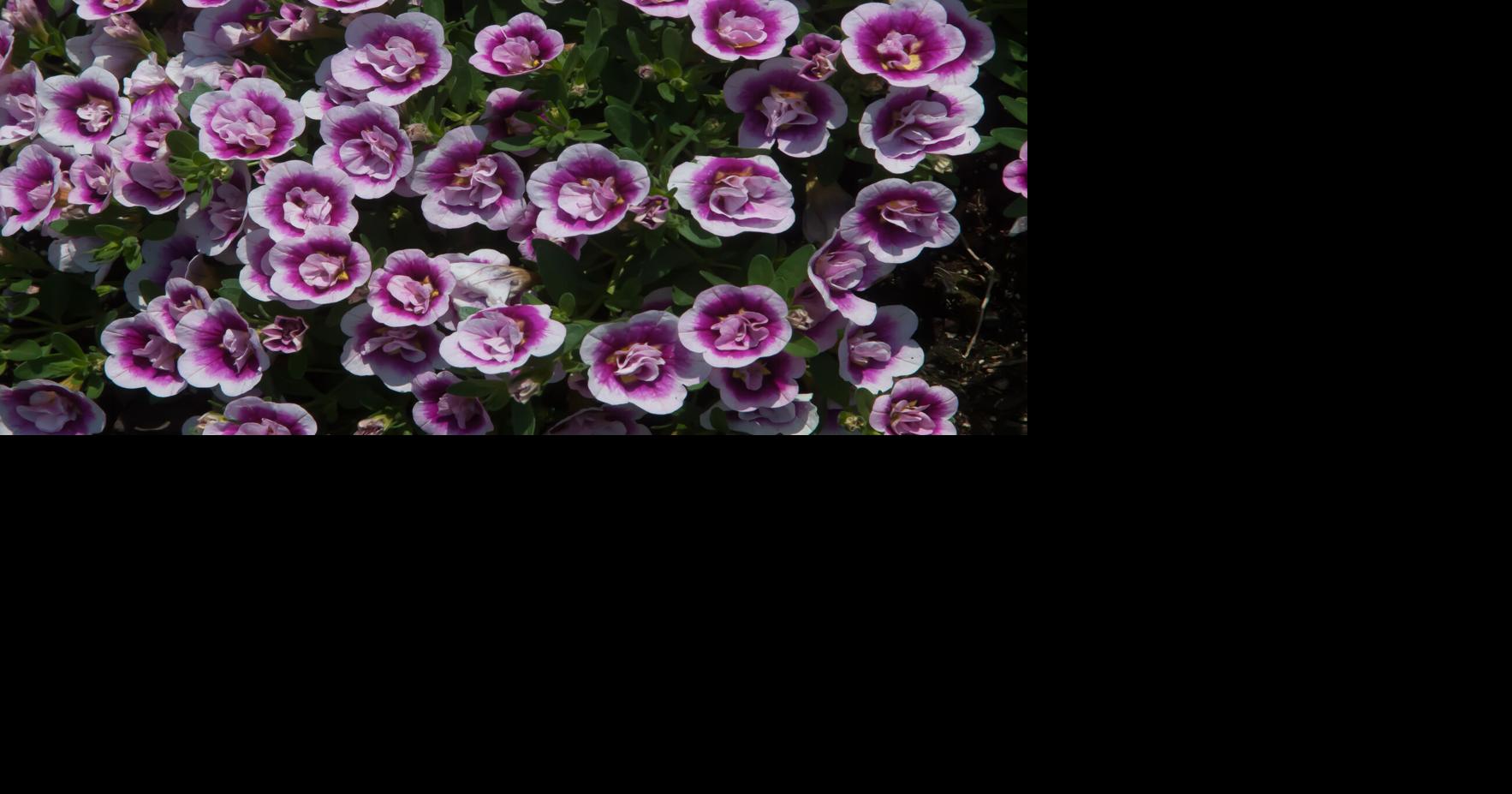 On Gardening: New Superbells Double selections bring artistic touch to ...
